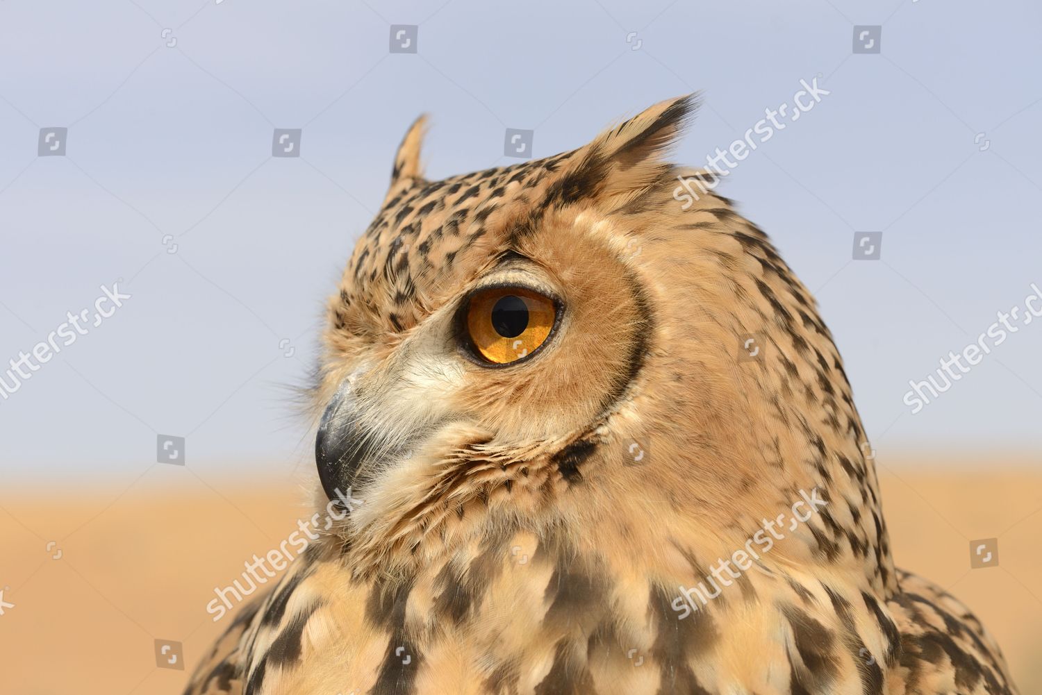 Pharaoh Eagleowl Bubo Ascalaphus Adult Dubai Editorial Stock Photo ...