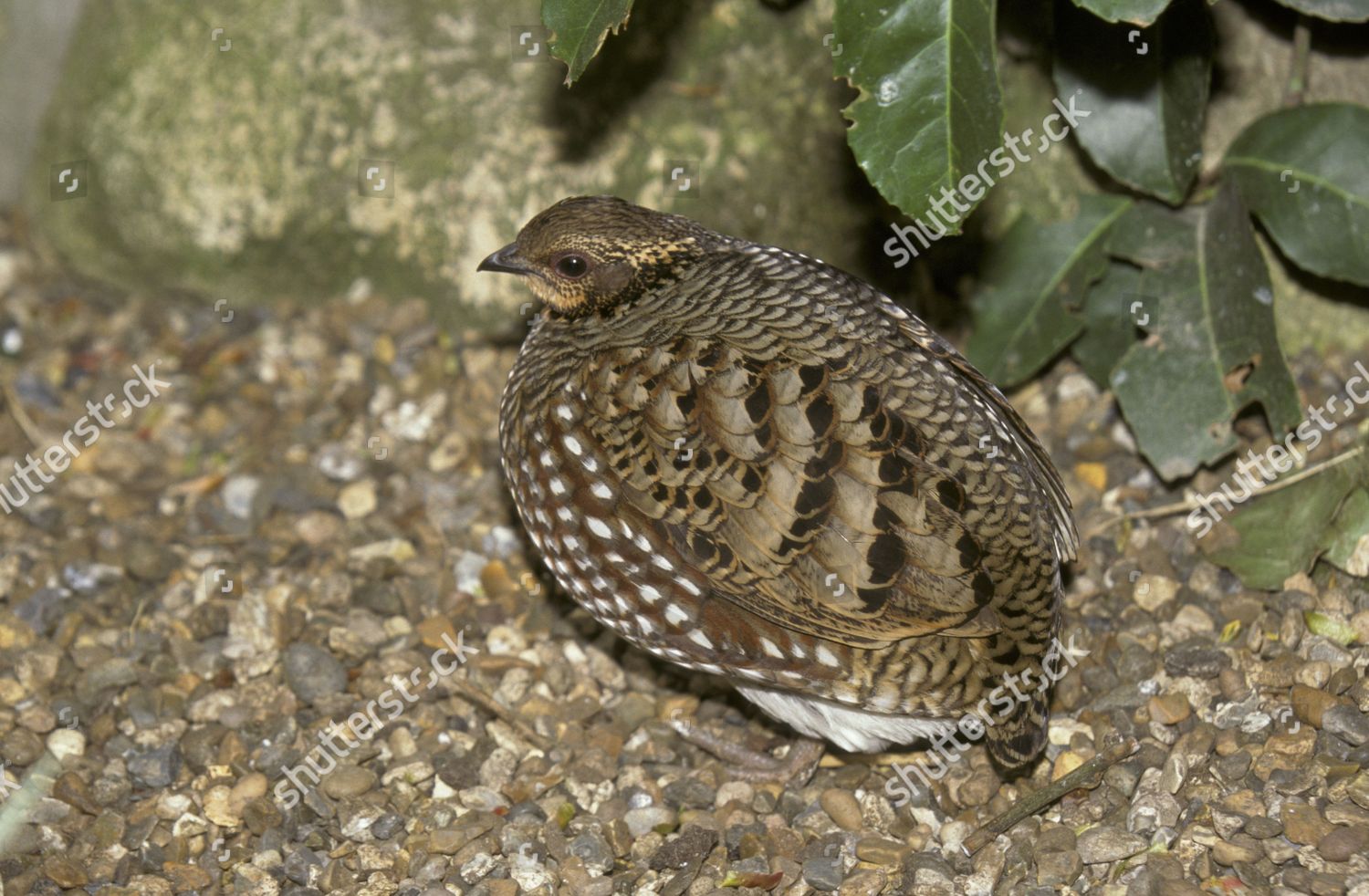 Common Hill Partridge Arborophila Torqueola Female Editorial Stock ...