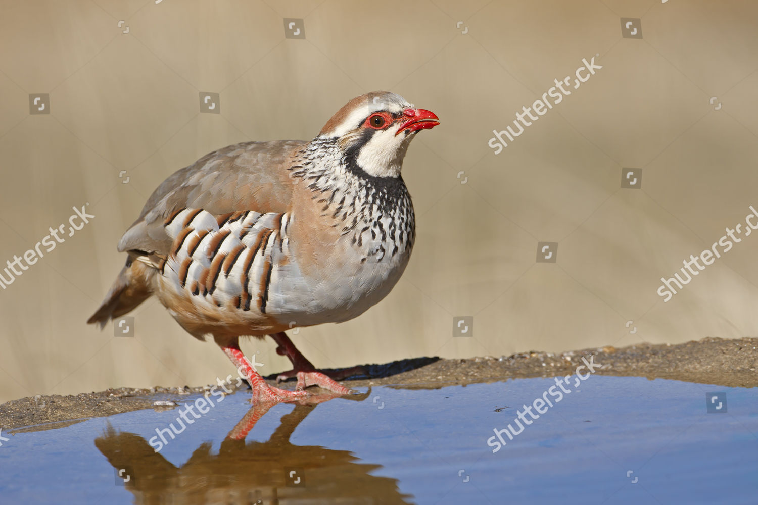 Redlegged Partridge Alectoris Rufa Adult Drinking Editorial Stock Photo ...