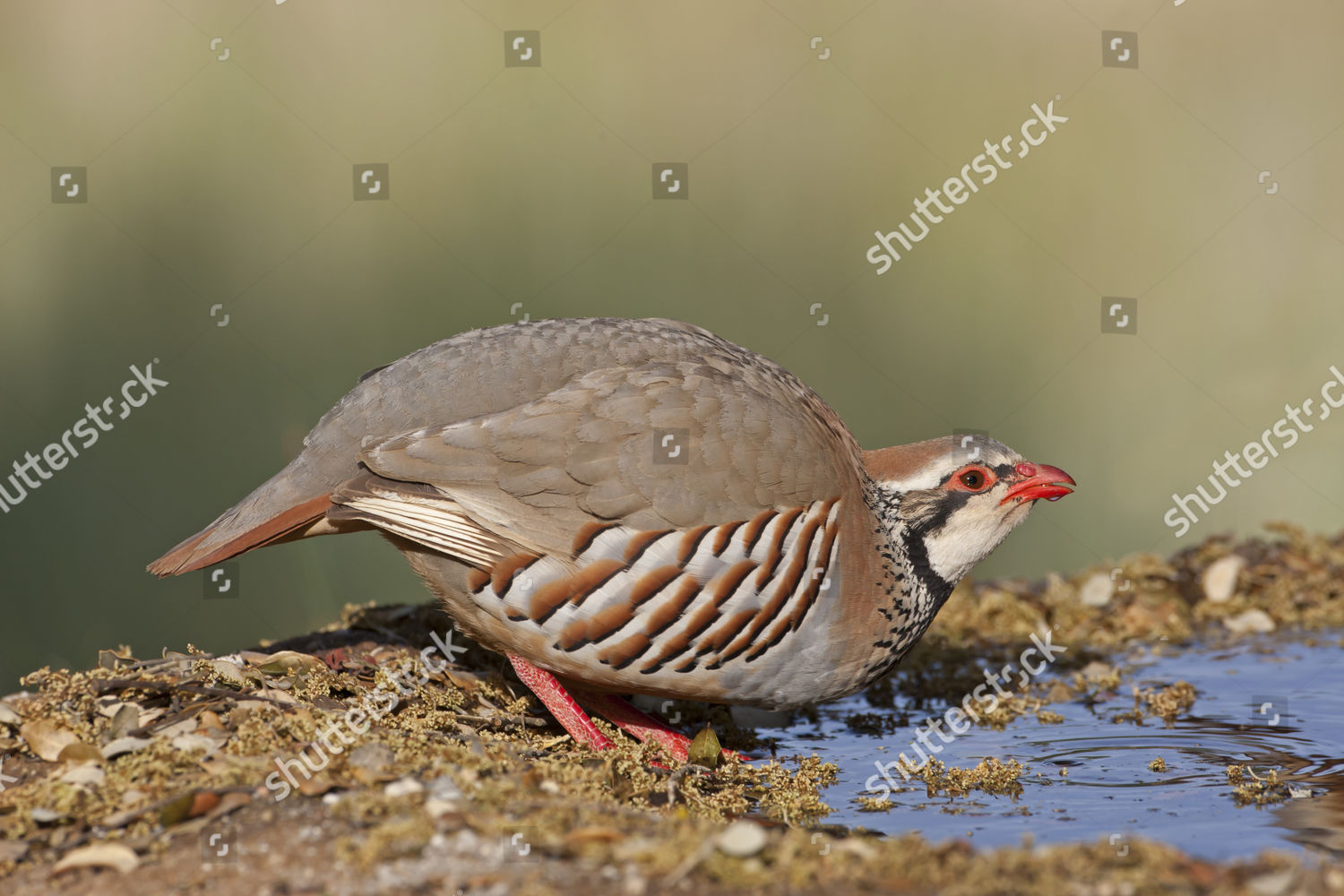 Redlegged Partridge Alectoris Rufa Adult Drinking Editorial Stock Photo ...
