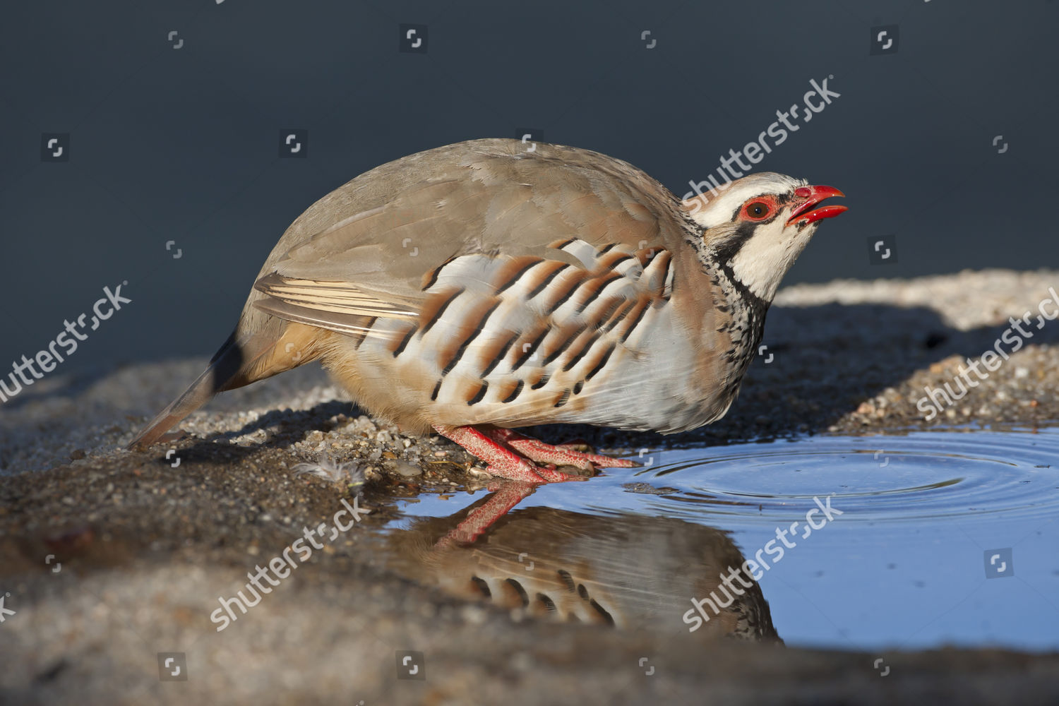 Redlegged Partridge Alectoris Rufa Adult Drinking Editorial Stock Photo ...