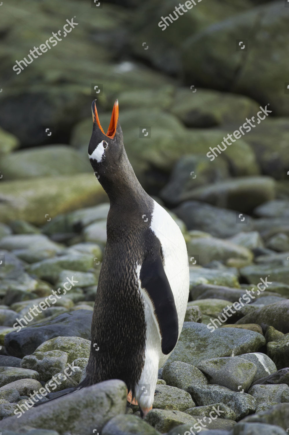 Gentoo Penguin Pygoscelis Papua Adult Braying Editorial Stock Photo ...