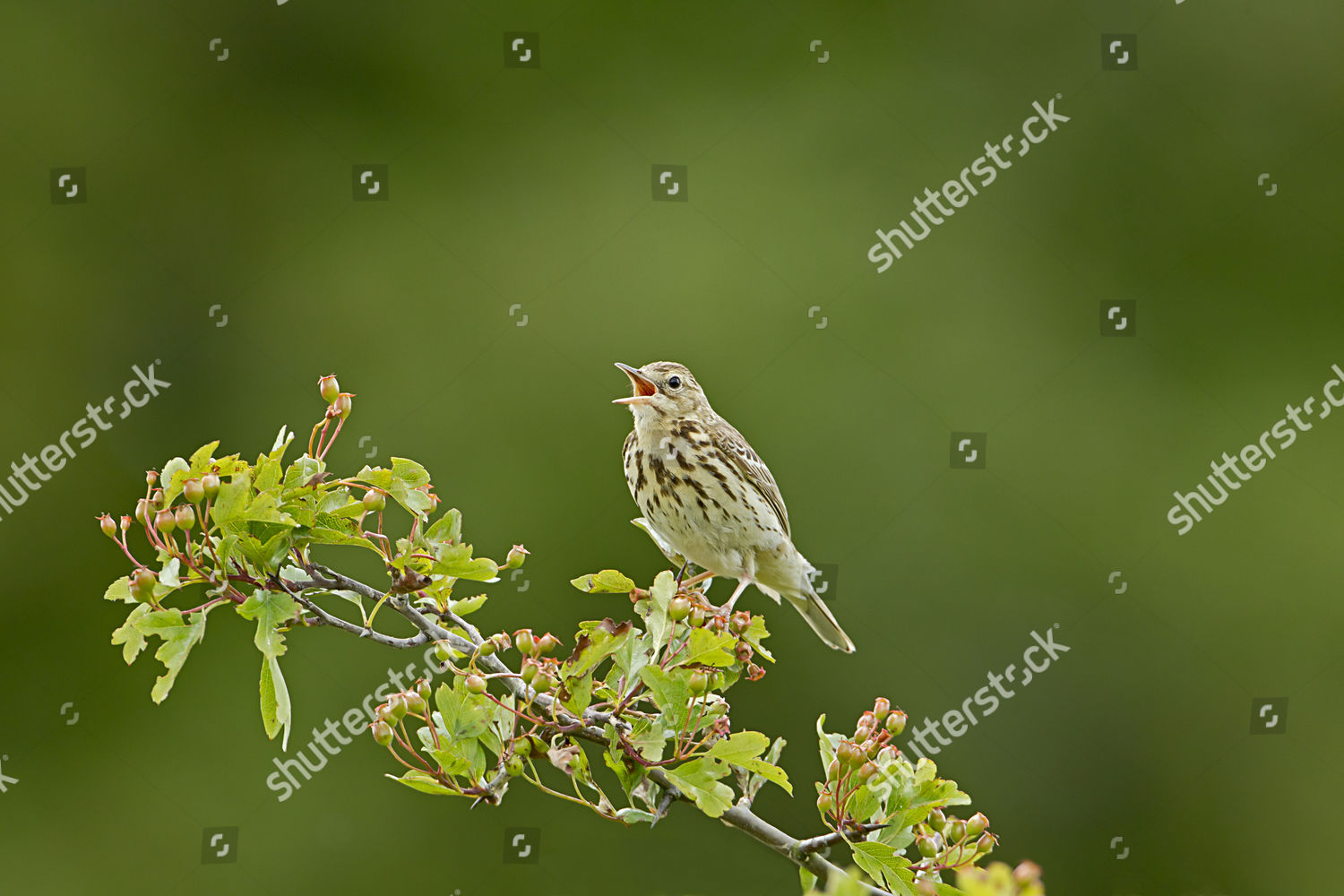 Tree Pipit Anthus Trivialis Adult Singing Editorial Stock Photo - Stock ...