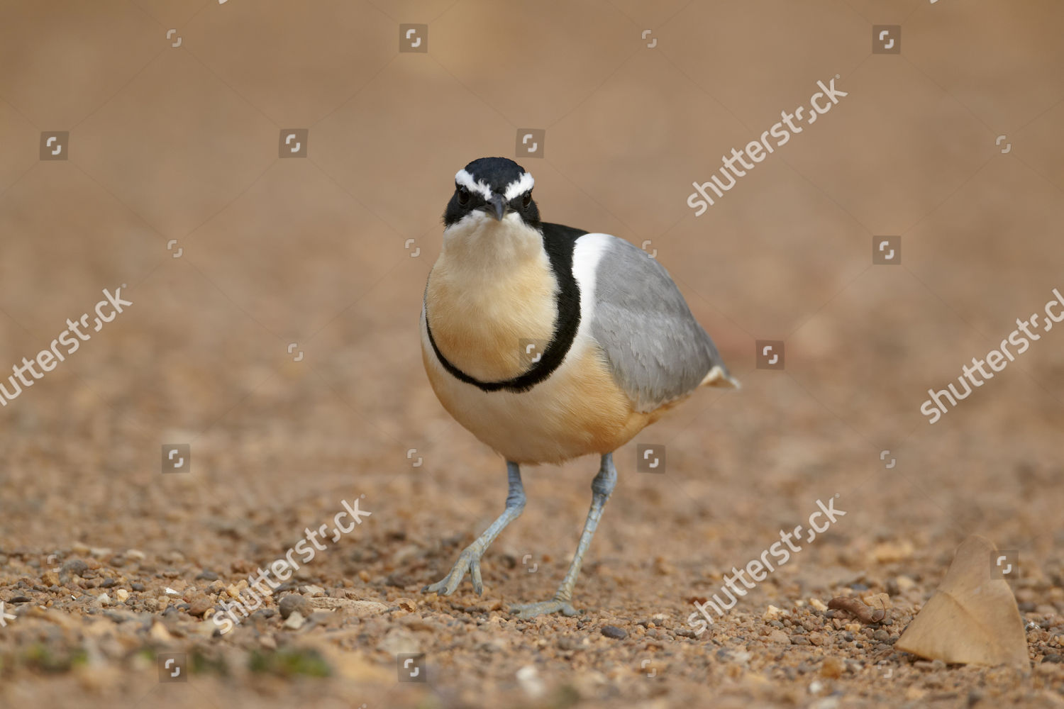 Egyptian Plover Pluvianus Aegyptius Adult Walking Editorial Stock Photo ...