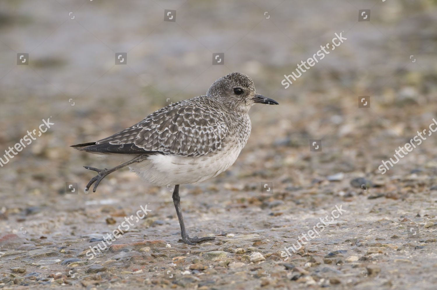 Grey Plover Pluvialis Squatarola Adult Winter Editorial Stock Photo ...
