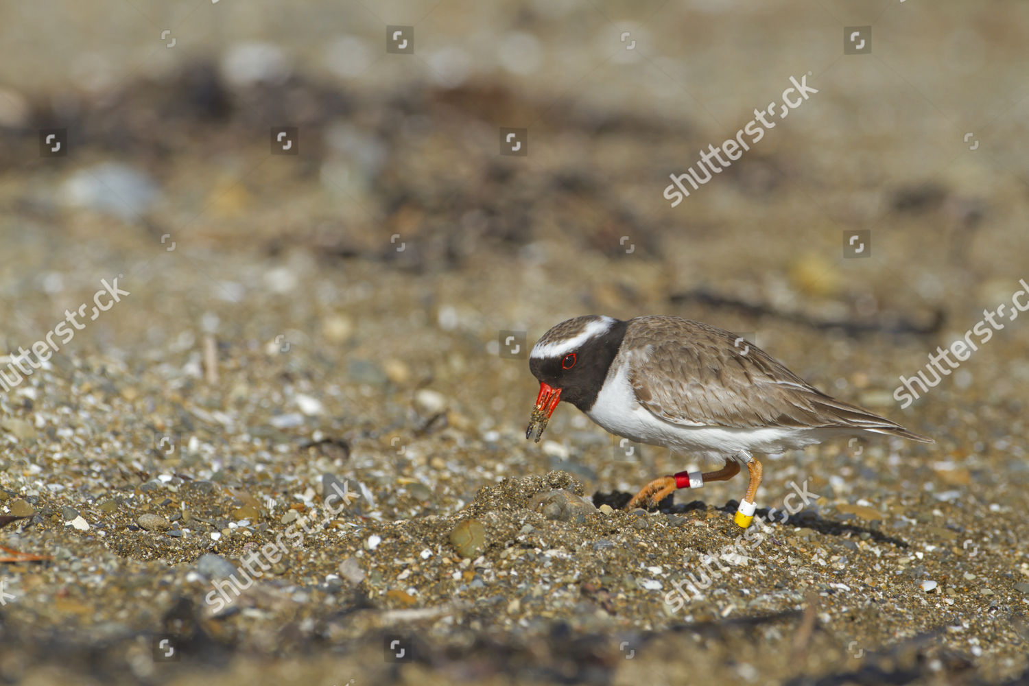 Shore Plover Thinornis Novaeseelandiae Adult Wearing Editorial Stock ...