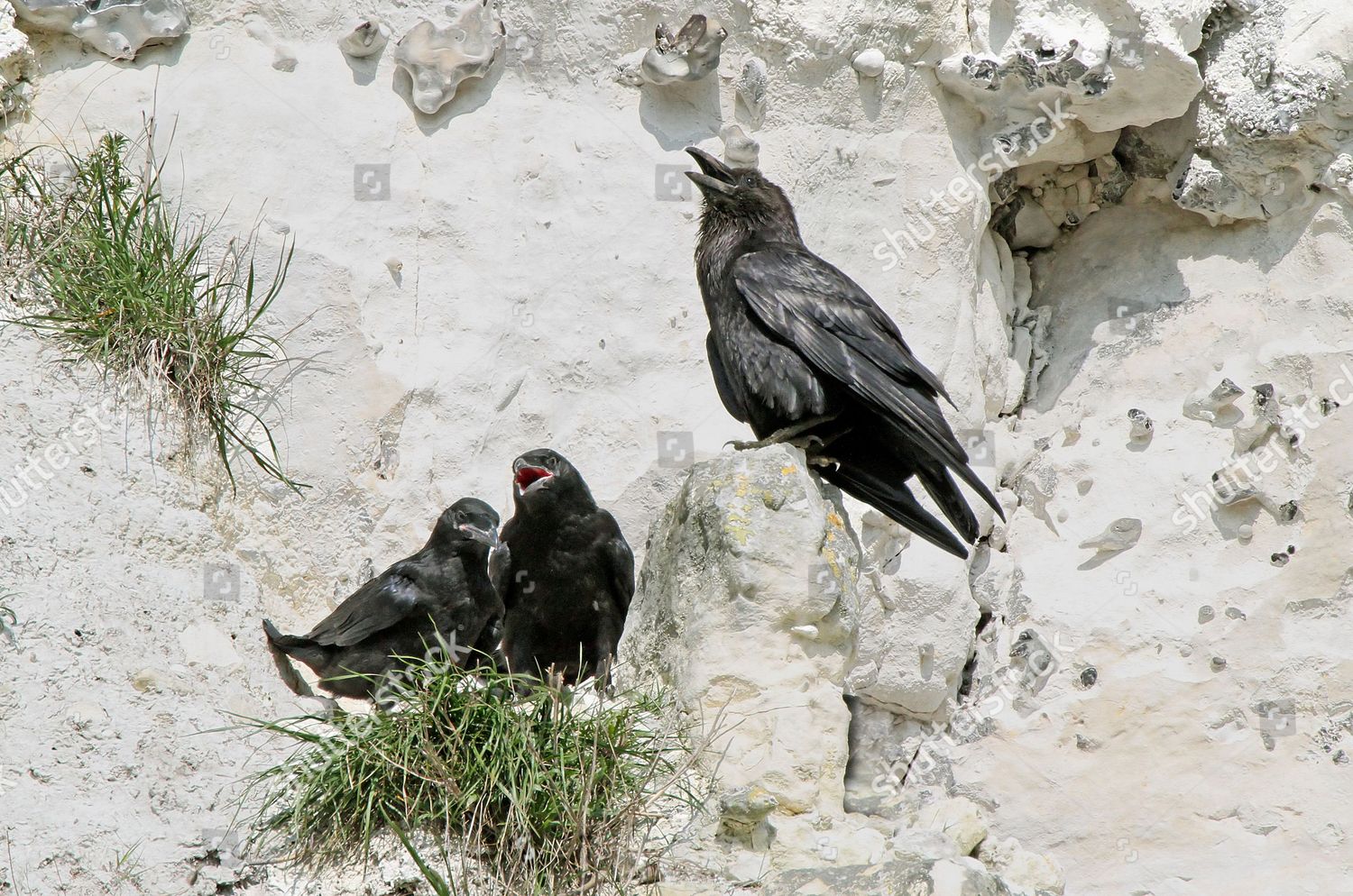 Common Raven Corvus Corax Adult Calling Editorial Stock Photo - Stock ...