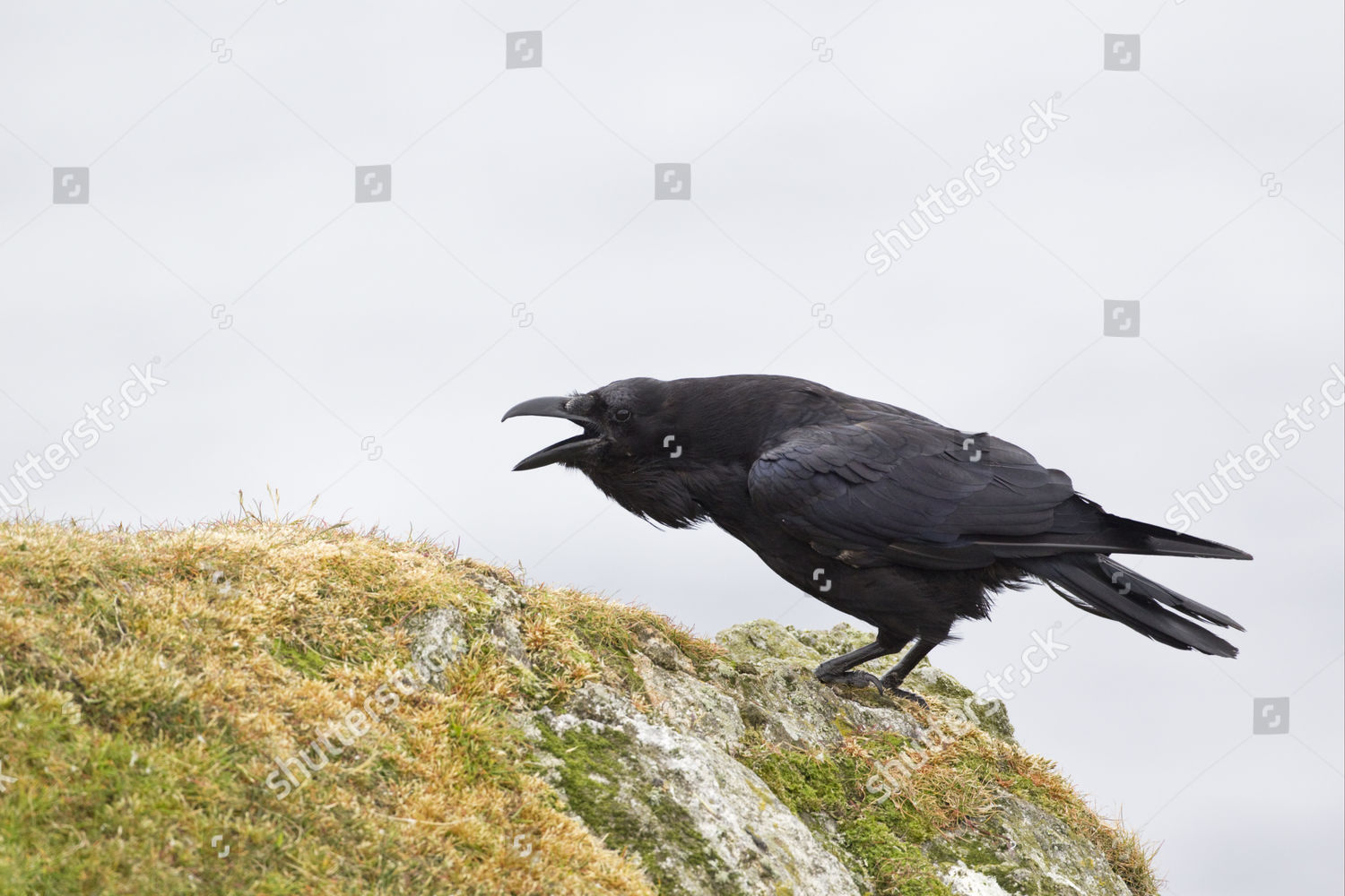 Common Raven Corvus Corax Adult Calling Editorial Stock Photo - Stock ...