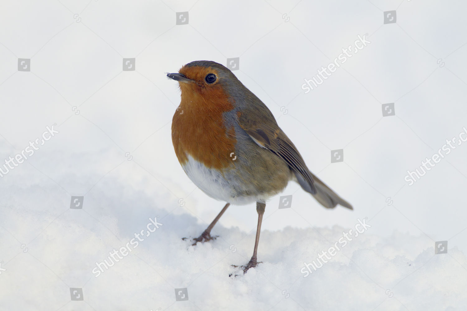 European Robin Erithacus Rubecula Adult Standing Editorial Stock Photo ...