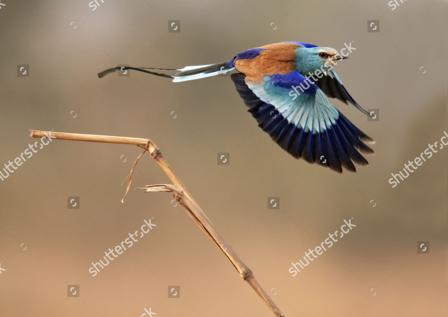 Abyssinian Roller Coracias Abyssinica Adult Flight Editorial Stock ...