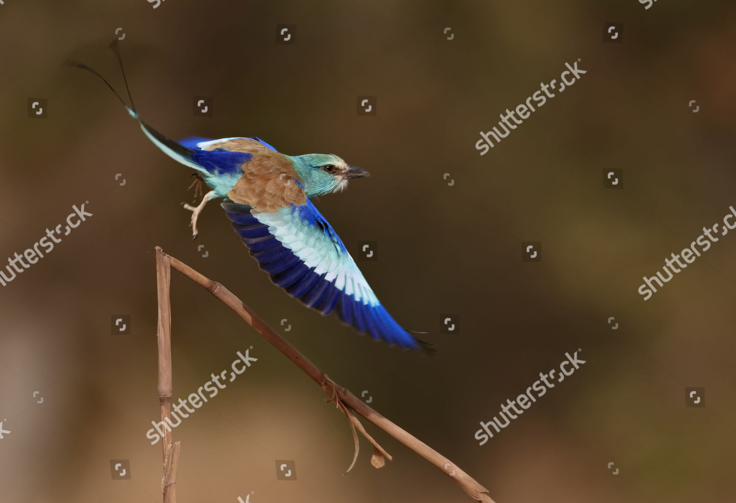 Abyssinian Roller Coracias Abyssinica Adult Flight Editorial Stock ...