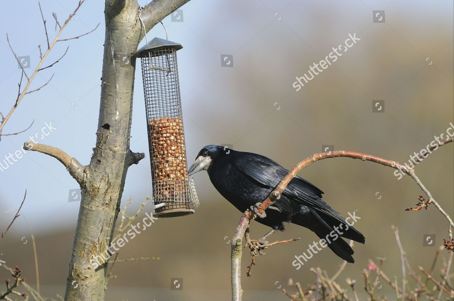 Rook Corvus Frugilegus Adult Feeding On Editorial Stock Photo - Stock ...