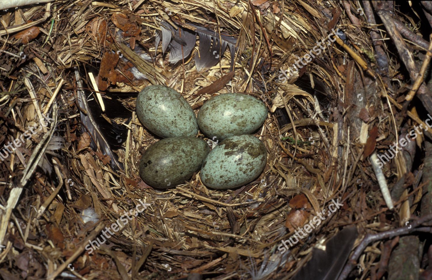 Rook Corvus Frugilegus Four Eggs Nest Editorial Stock Photo - Stock ...