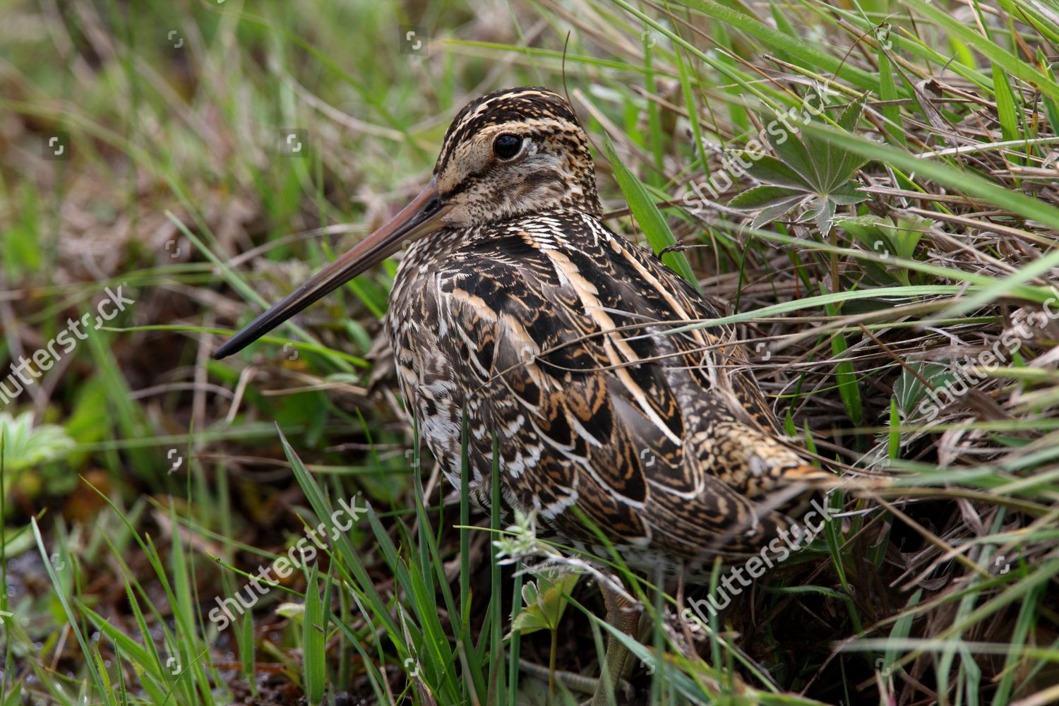 African Snipe Gallinago Nigripennis Aequatorialis Adult Editorial Stock ...