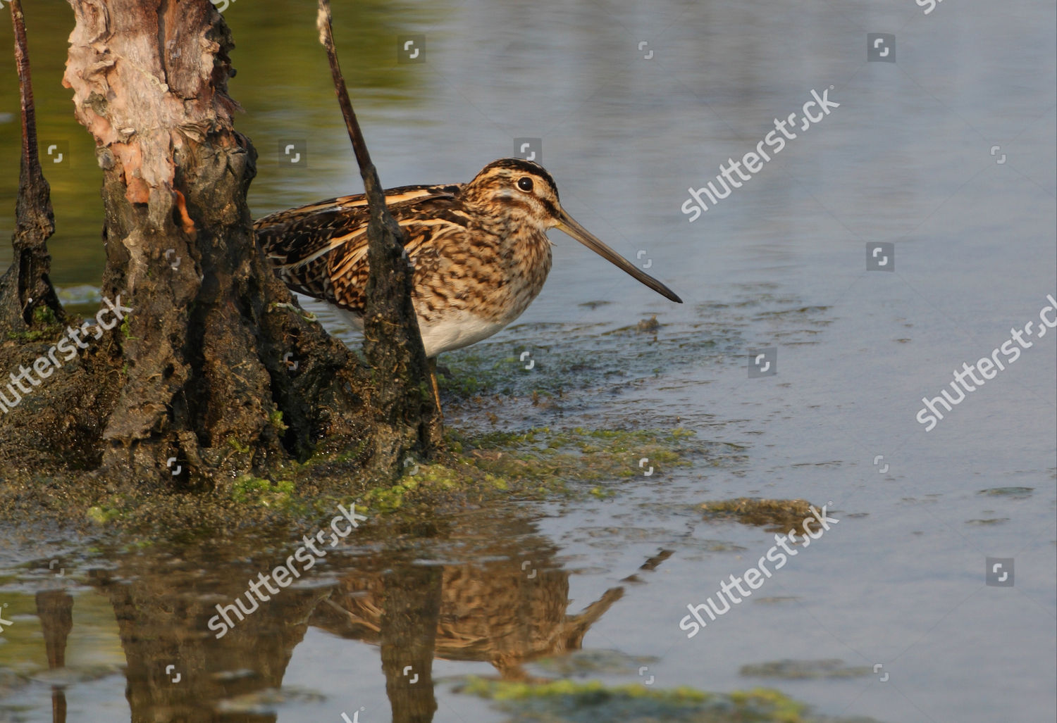 Pintail Snipe Gallinago Stenura Adult Standing Editorial Stock Photo ...