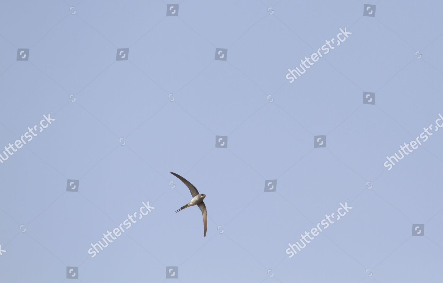 Crested Treeswift Hemiprocne Coronata Adult Female Editorial Stock ...