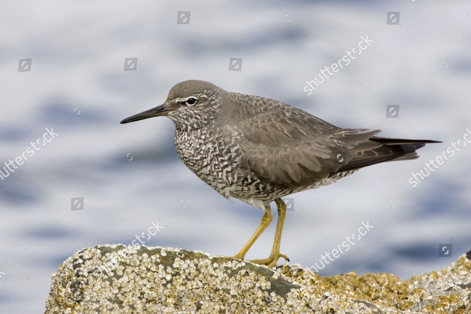 Wandering Tattler Tringa Incana Adult Summer Editorial Stock Photo ...