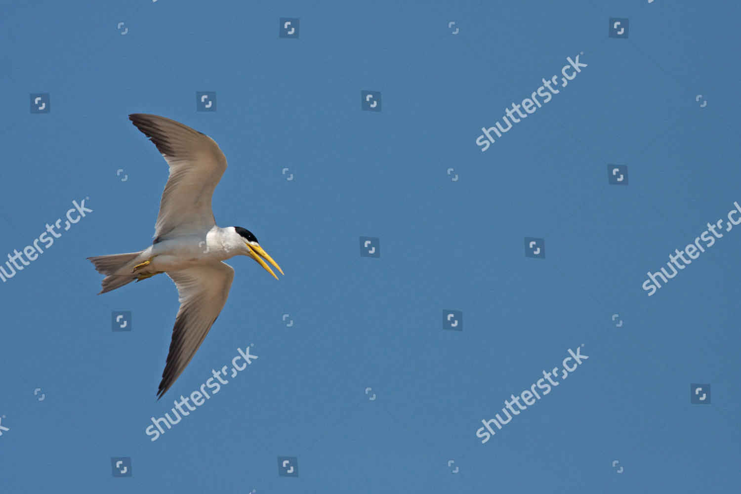 Largebilled Tern Phaetusa Simplex Adult Breeding Editorial Stock Photo ...