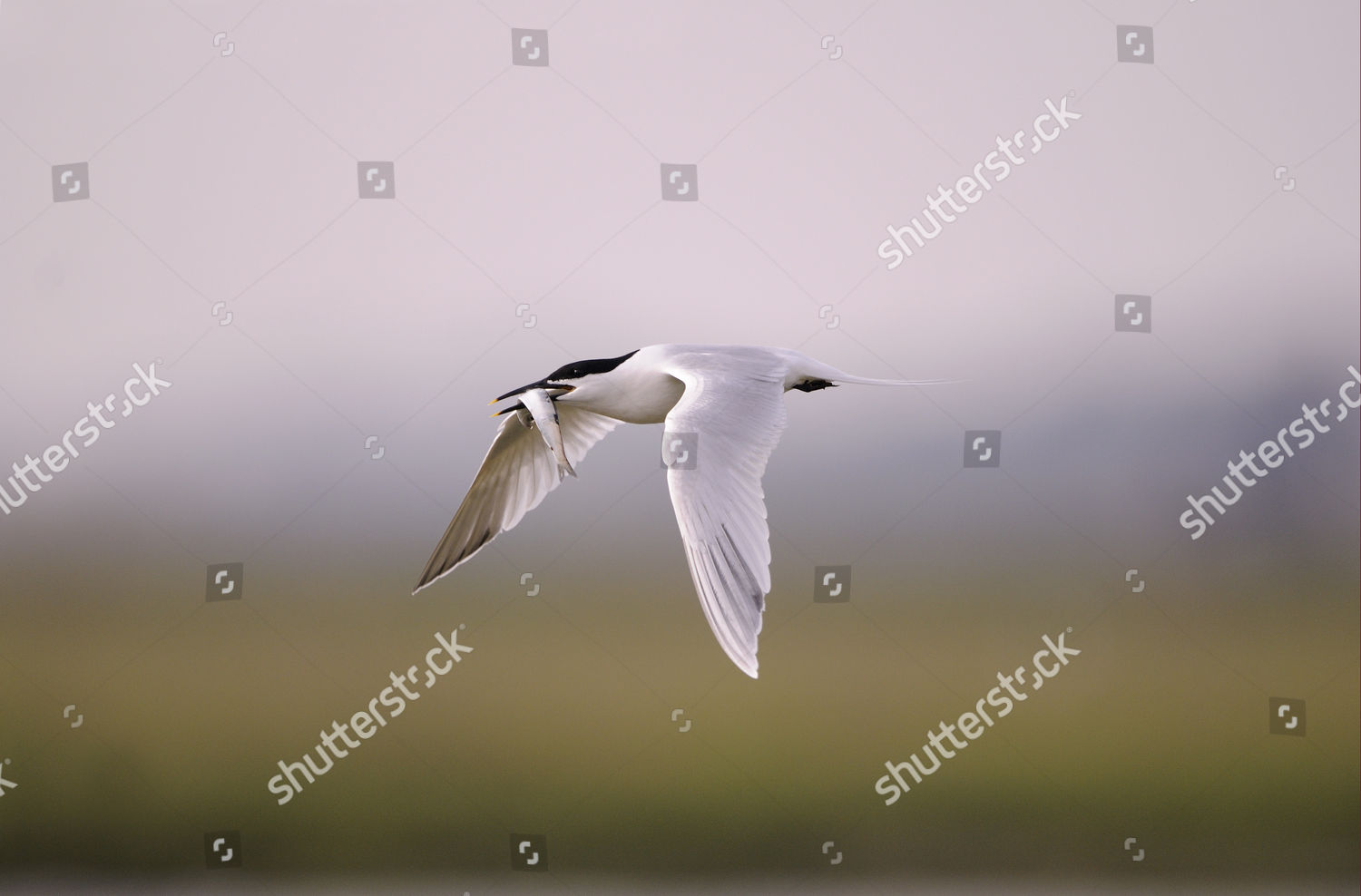 Sandwich Tern Sterna Sandvicensis Adult Breeding Editorial Stock Photo ...