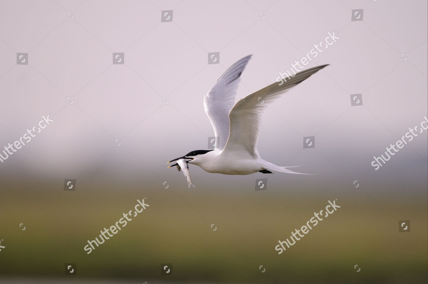 Sandwich Tern Sterna Sandvicensis Adult Breeding Editorial Stock Photo ...