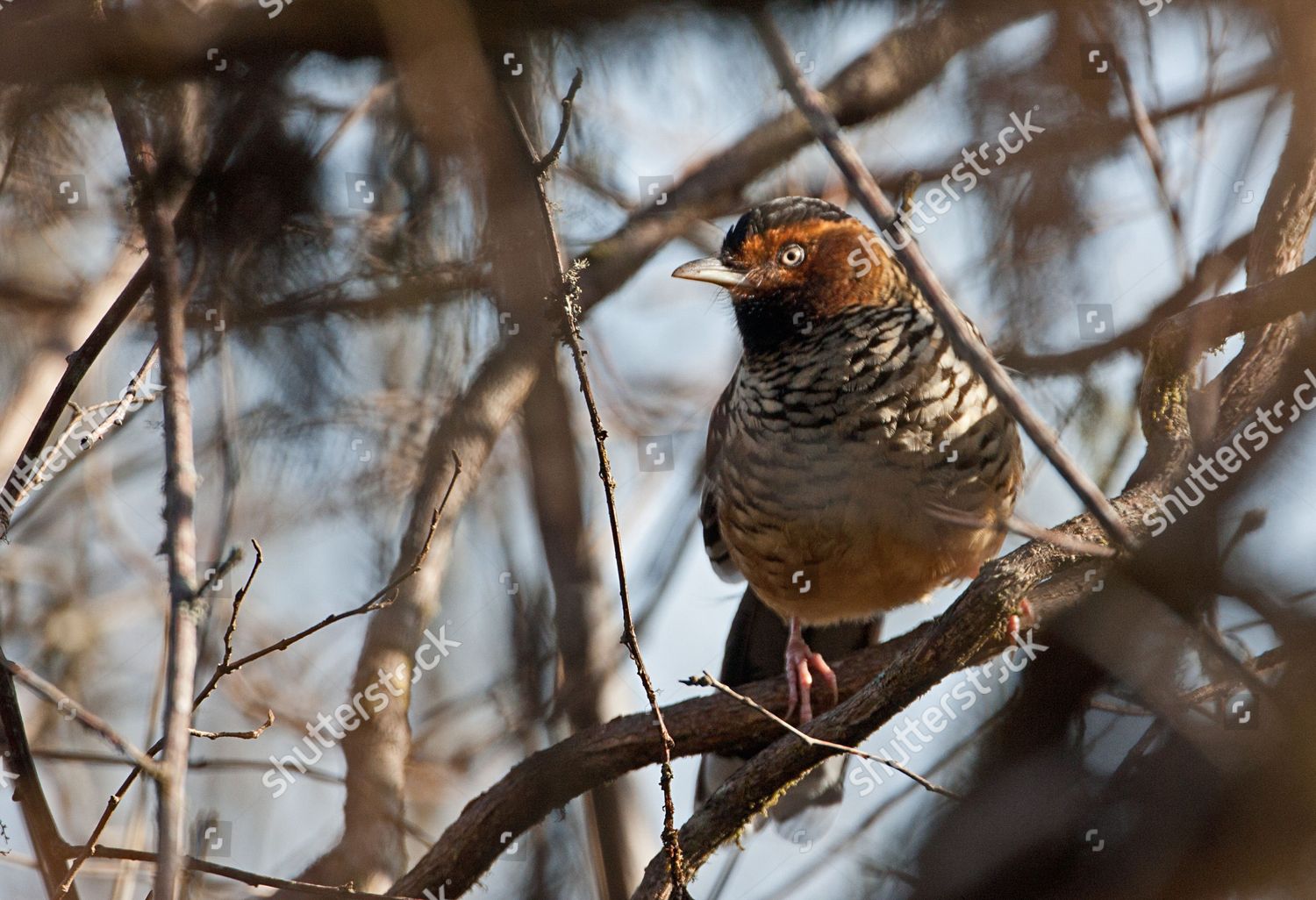 Spotted Laughingthrush Ianthocincla Ocellata Ocellata Adult Editorial ...