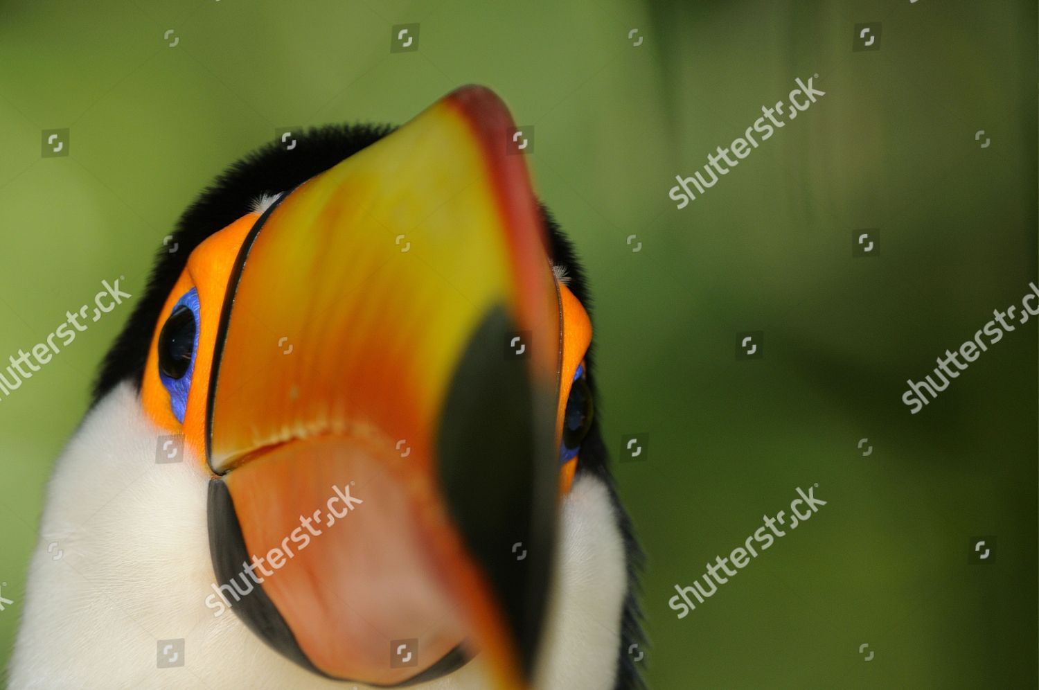 Toco Toucan Ramphastos Toco Adult Face Editorial Stock Photo - Stock ...