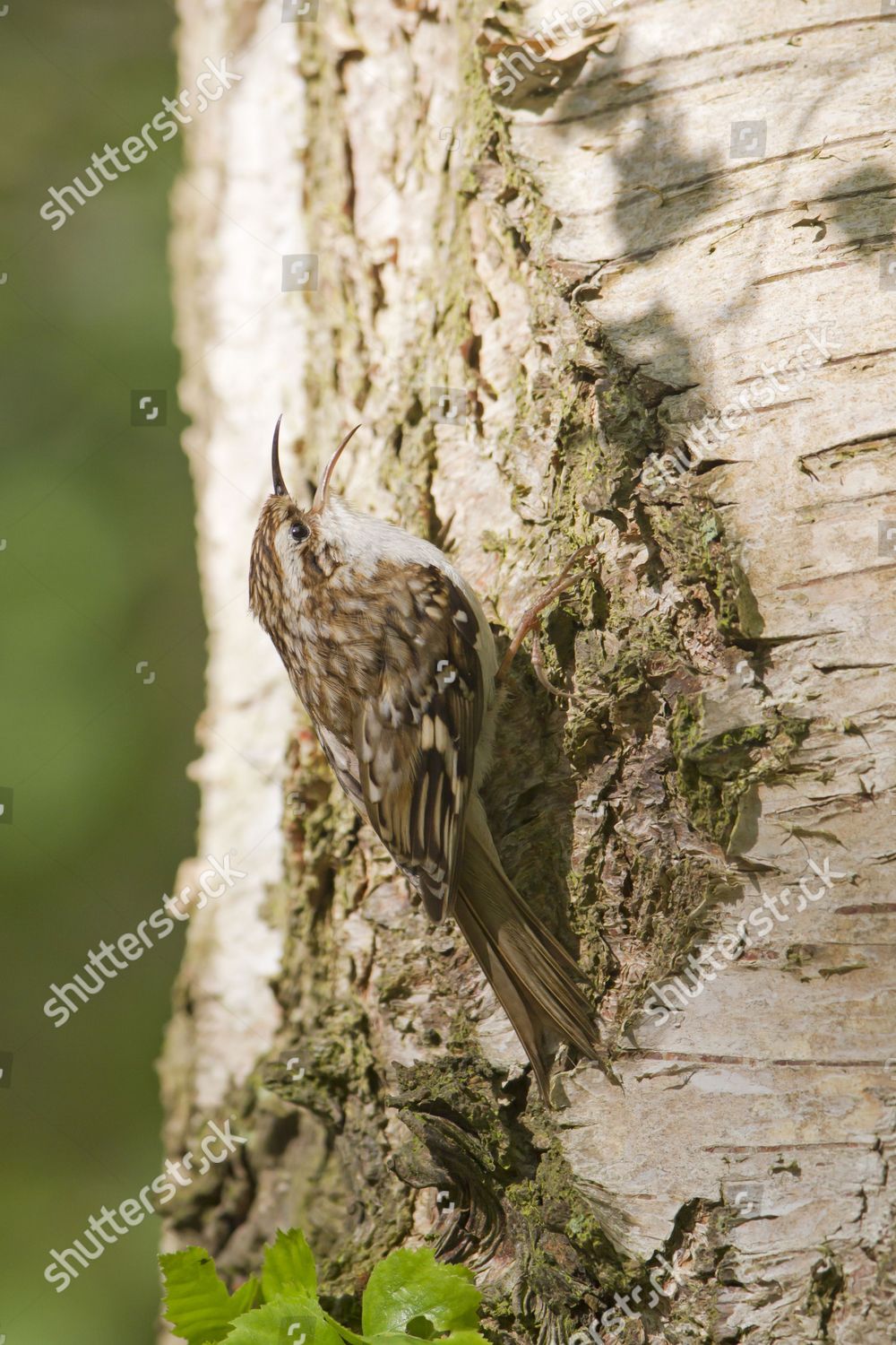 Common Treecreeper Certhia Familiaris Adult Male Editorial Stock Photo ...
