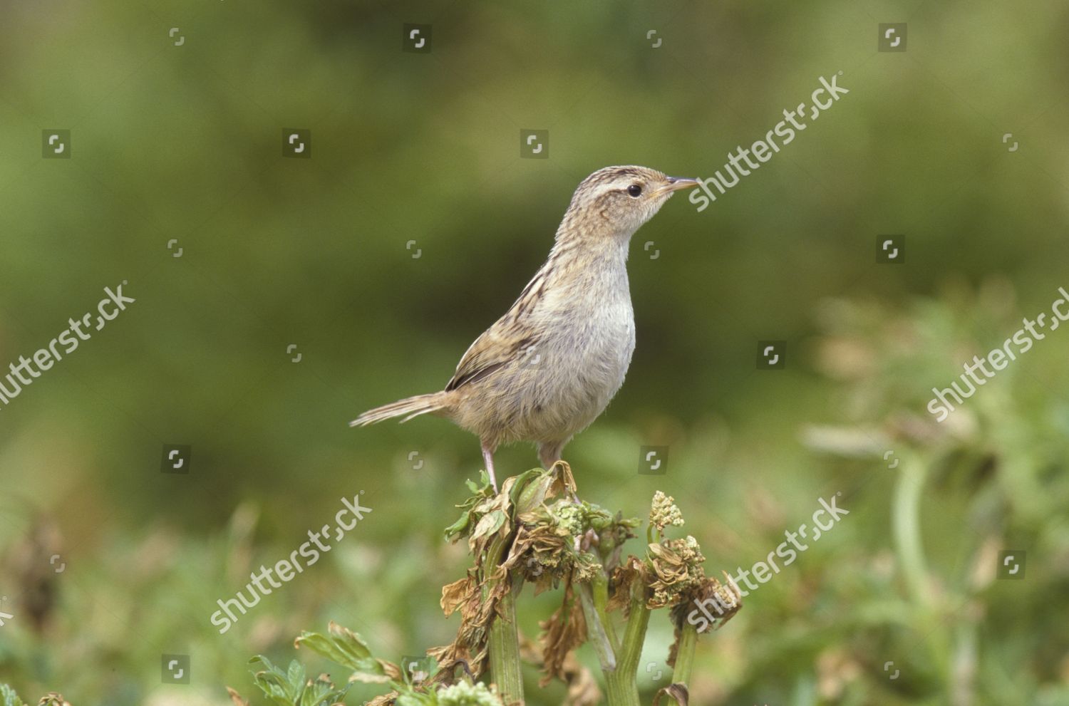 Grass Wren Cistothorus Platensis Falklands Editorial Stock Photo ...