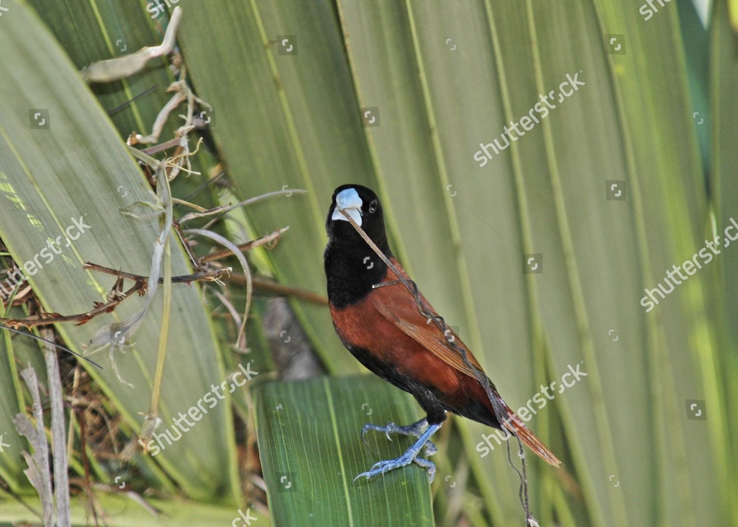 Chestnut Munia Lonchura Atricapilla Adult Nesting Editorial Stock Photo ...