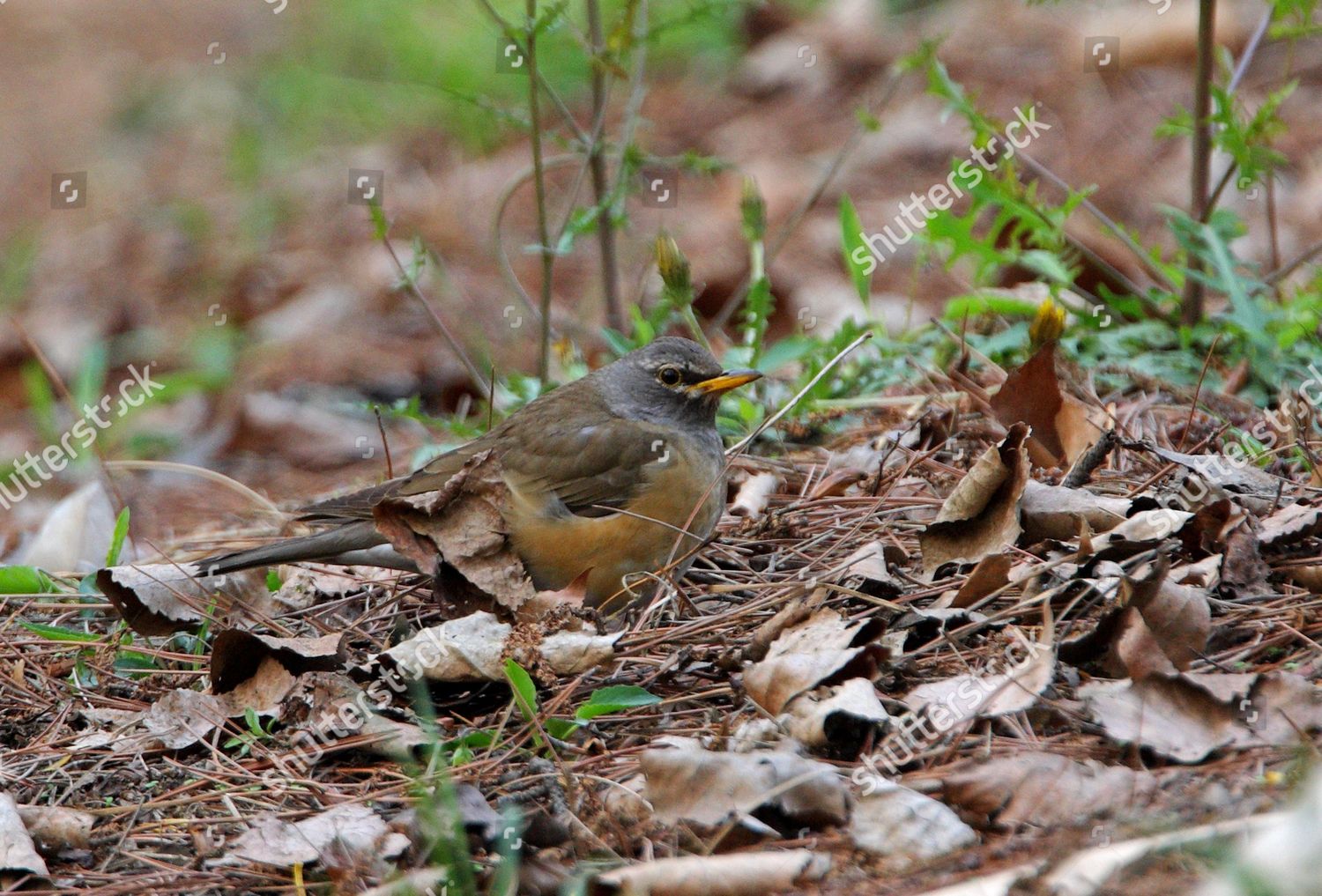 Eyebrowed Thrush Turdus Obscurus Adult Male Editorial Stock Photo ...