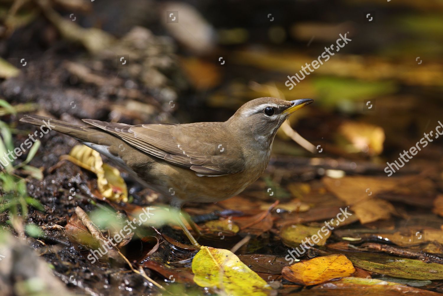 Eyebrowed Thrush Turdus Obscurus Immature First Editorial Stock Photo ...