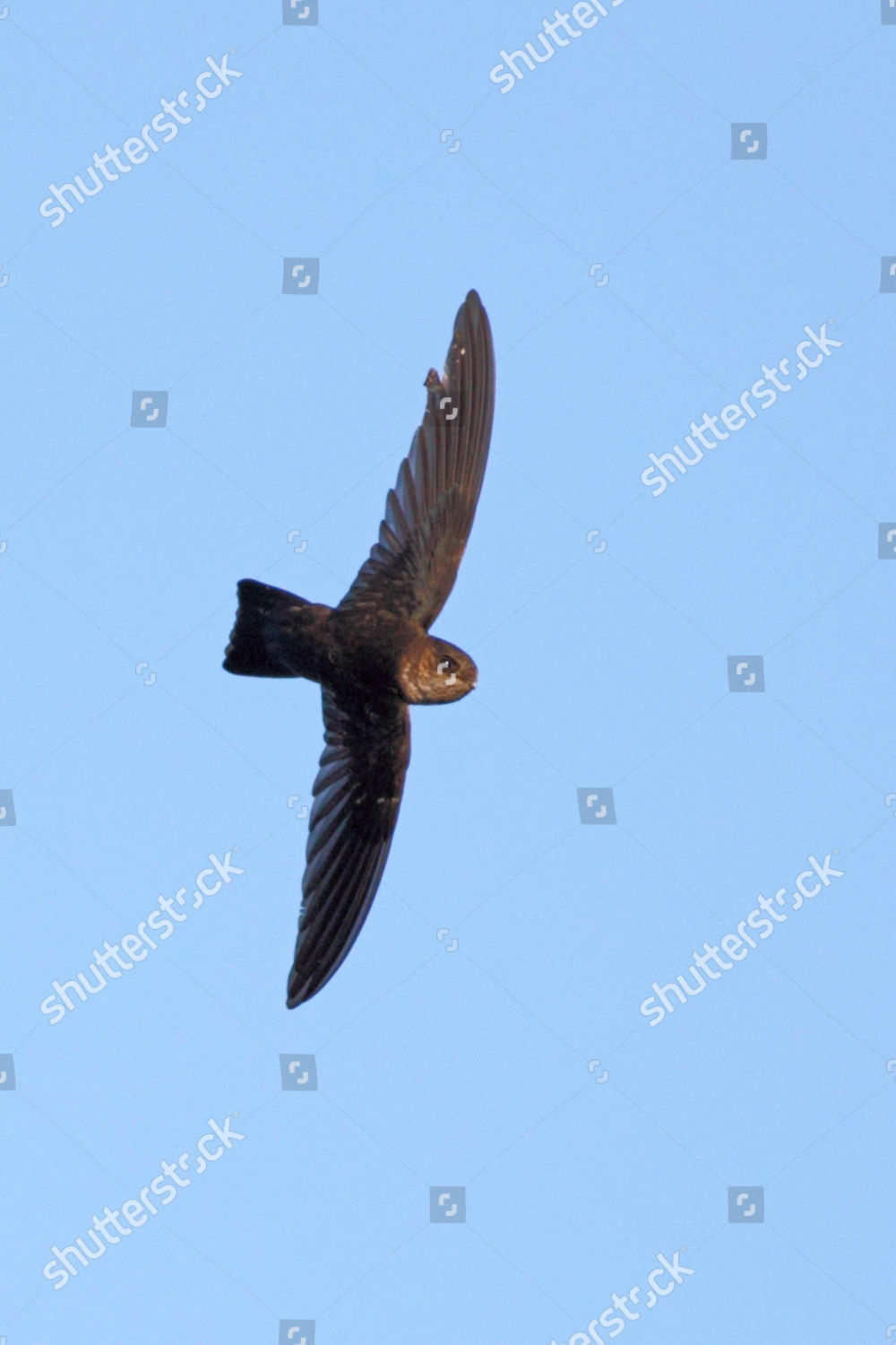 Mossynest Swiftlet Aerodramus Salangana Adult Flight Editorial Stock ...