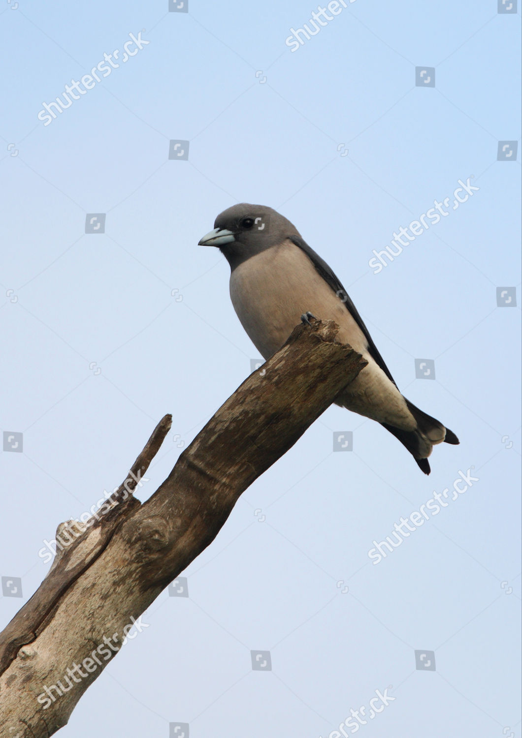 Ashy Woodswallow Artamus Fuscus Adult Perched Editorial Stock Photo ...