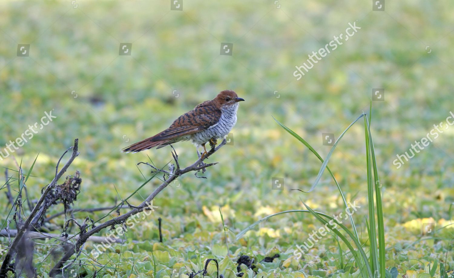 Greybellied Cuckoo Cacomantis Passerinus Hepatic Form Editorial Stock ...
