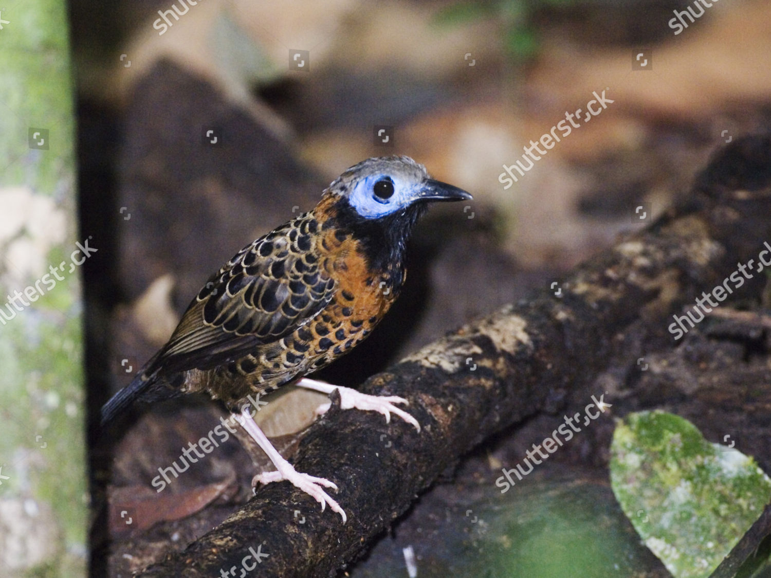 Ocellated Antbird Phaenostictus Mcleannani Adult Perched Editorial ...