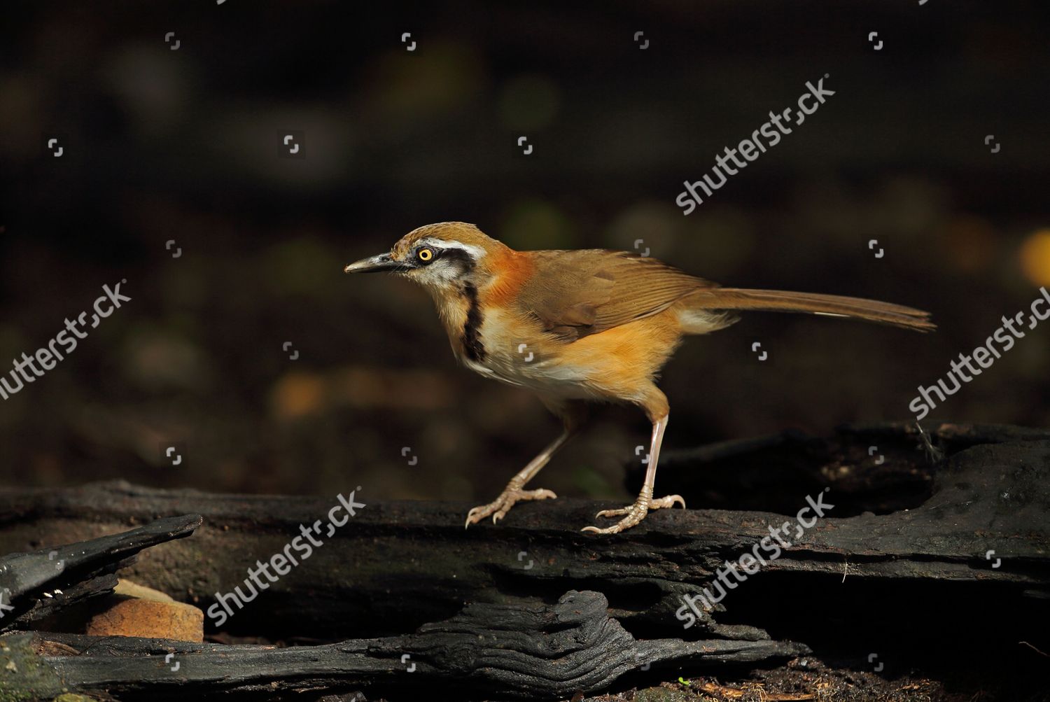 Lesser Necklaced Laughingthrush Garrulax Monileger Adult Editorial ...
