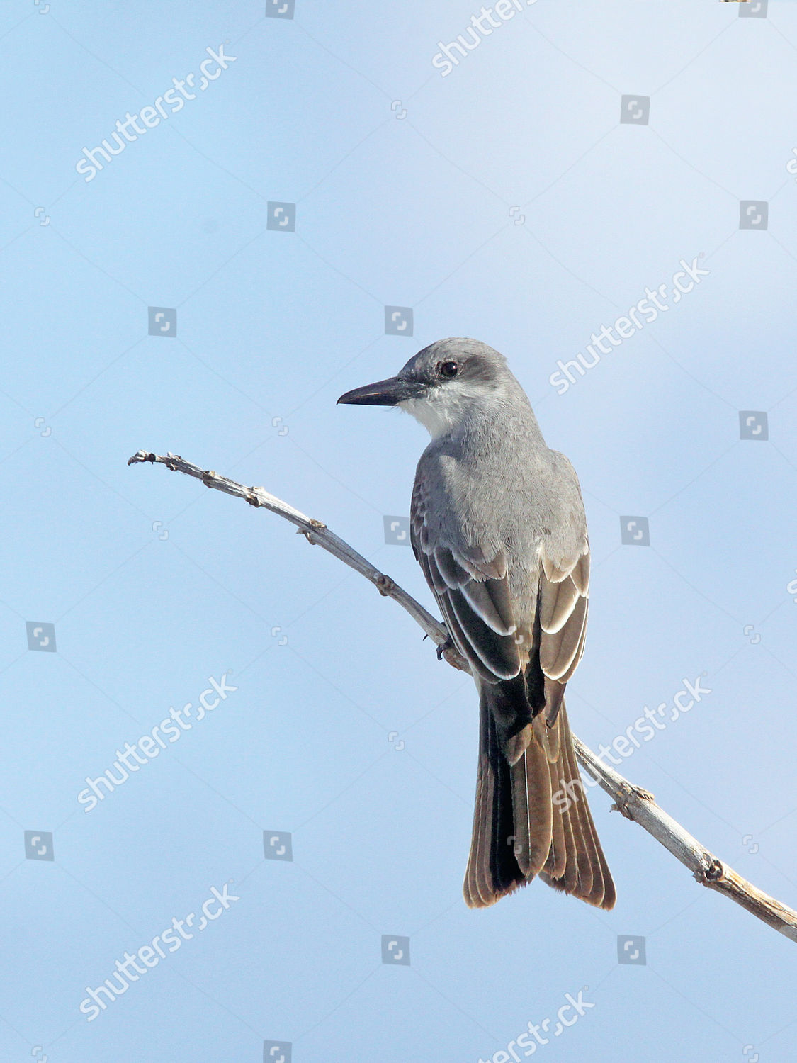 Grey Kingbird Tyrannus Dominicensis Adult Perched Editorial Stock Photo ...