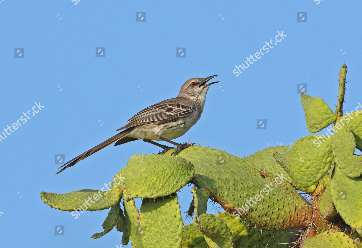 Bahama Mockingbird Mimus Gundlachii Hillii Adult Editorial Stock Photo ...
