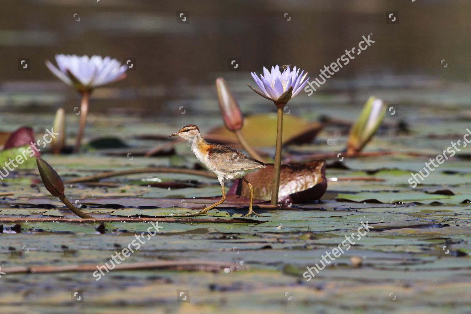 Lesser Jacana Microparra Capensis Adult Walking Editorial Stock Photo ...