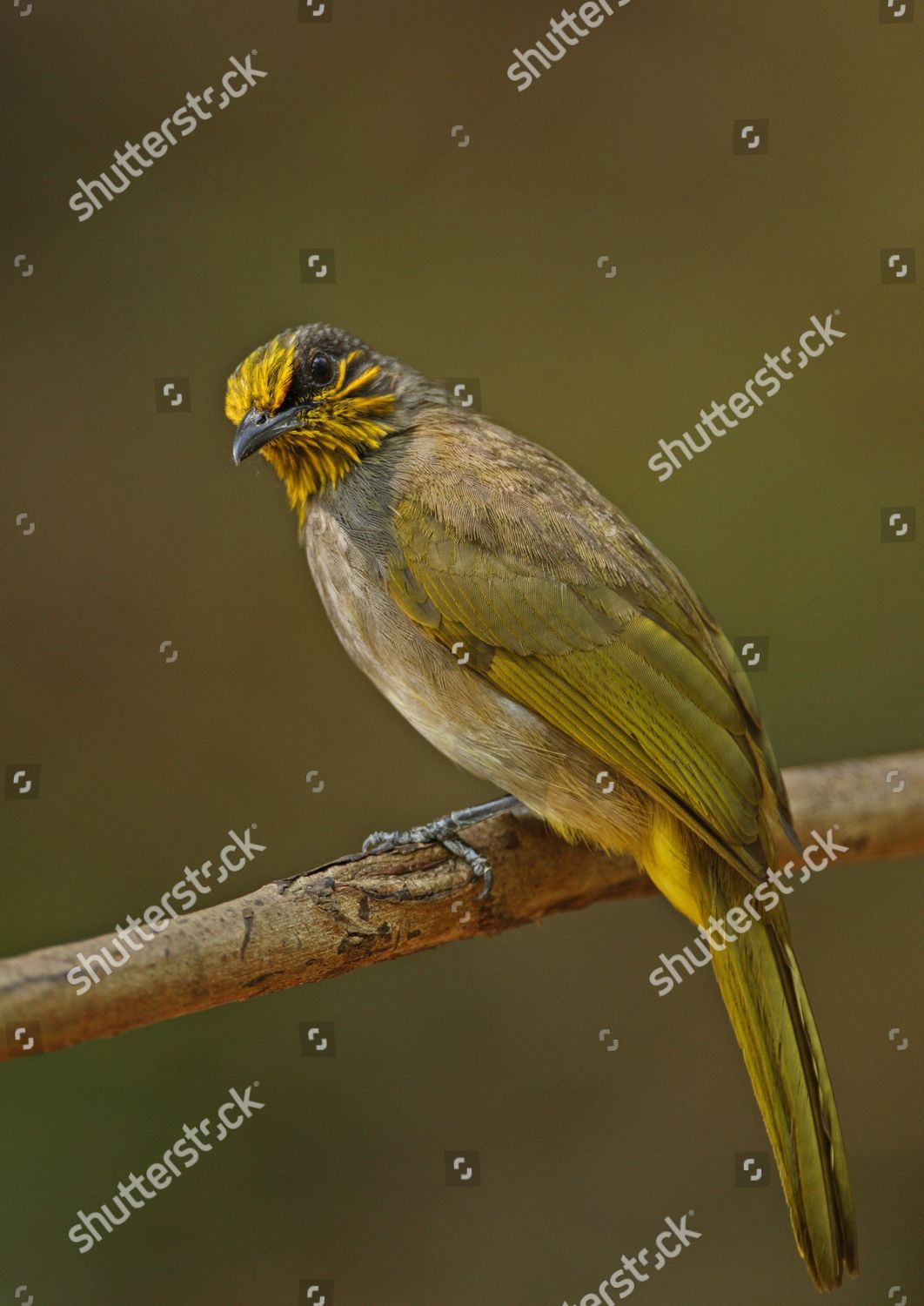 Stripethroated Bulbul Pycnonotus Finlaysoni Eous Adult Editorial Stock ...