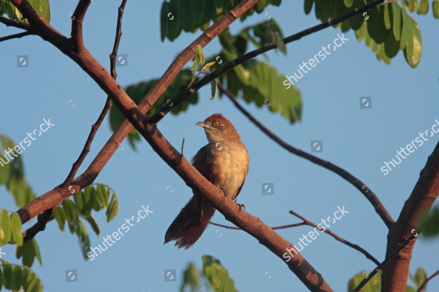 Greater Thornbird Phacellodomus Ruber Adult Perched Editorial Stock ...