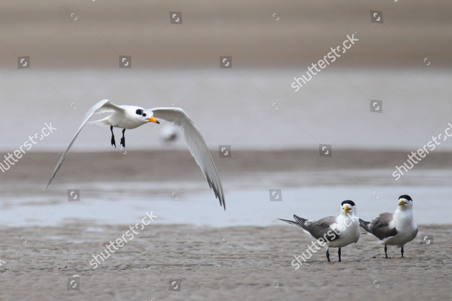 Chinese Crested Tern Thalasseus Bernsteini Adult Editorial Stock Photo ...
