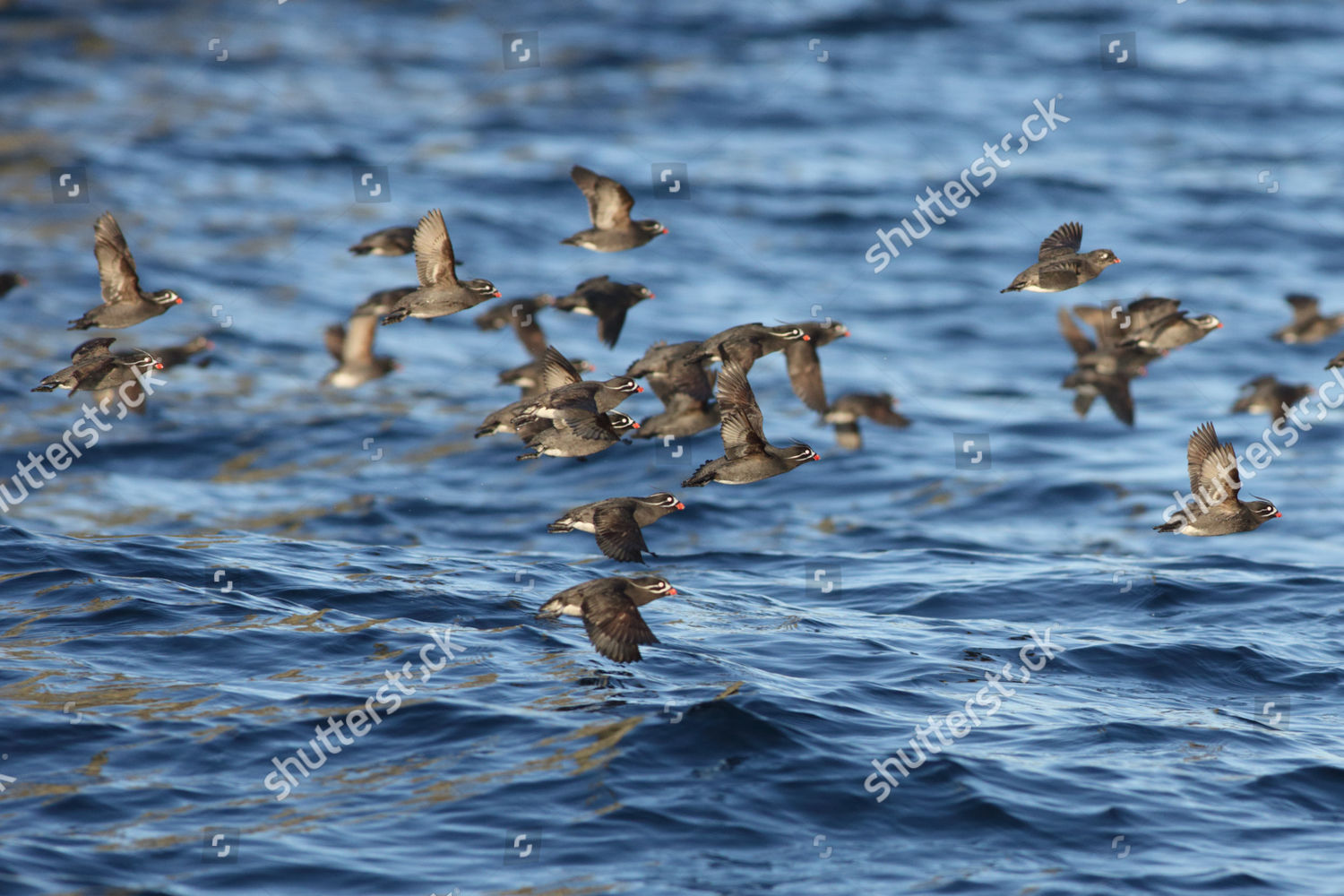 Whiskered Auklet Aethia Pygmaea Adults Breeding Editorial Stock Photo ...
