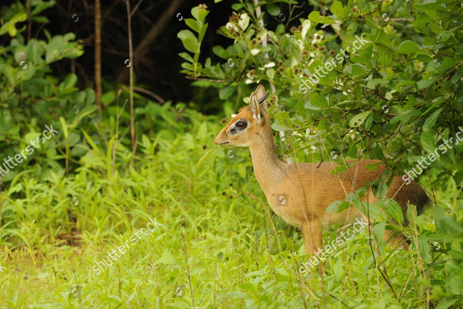 Kirks Dikdik Madoqua Kirkii Adult Male Editorial Stock Photo - Stock Image | Shutterstock