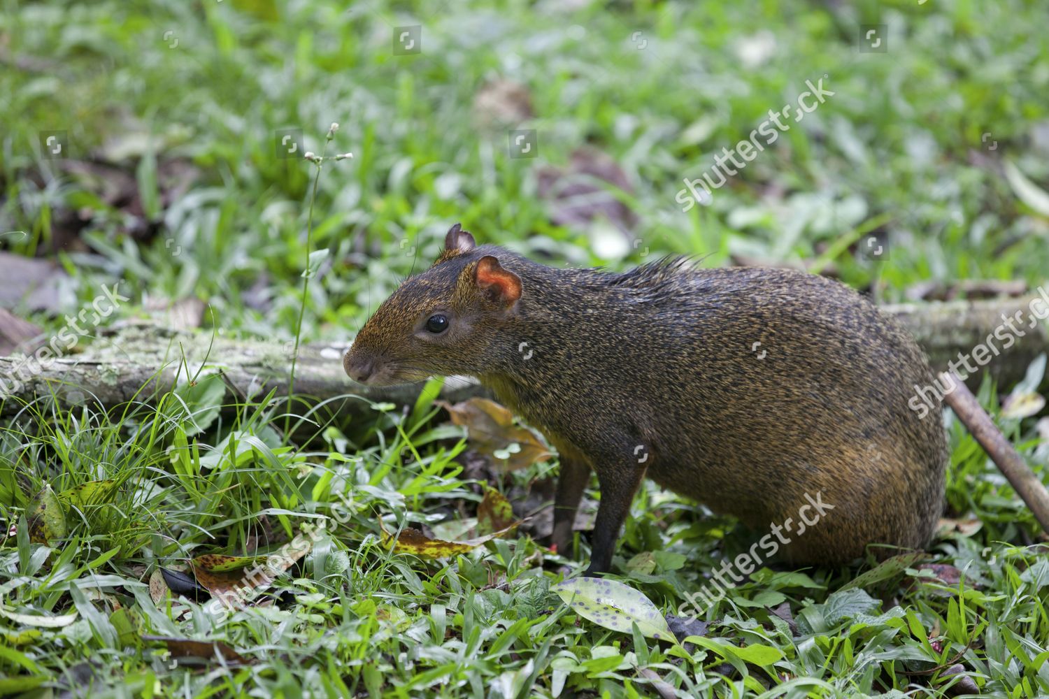Azaras Agouti Dasyprocta Azarae Adult Sitting Editorial Stock Photo ...