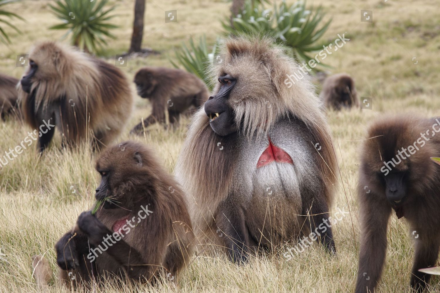 Gelada Theropithecus Gelada Adult Males Females Editorial Stock Photo ...