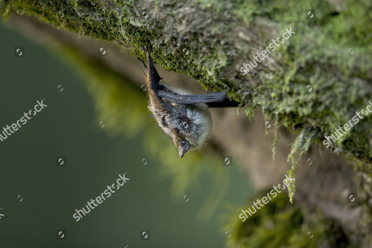 Longnosed Bat Rhynchonycteris Naso Adult Clinging Editorial Stock Photo ...
