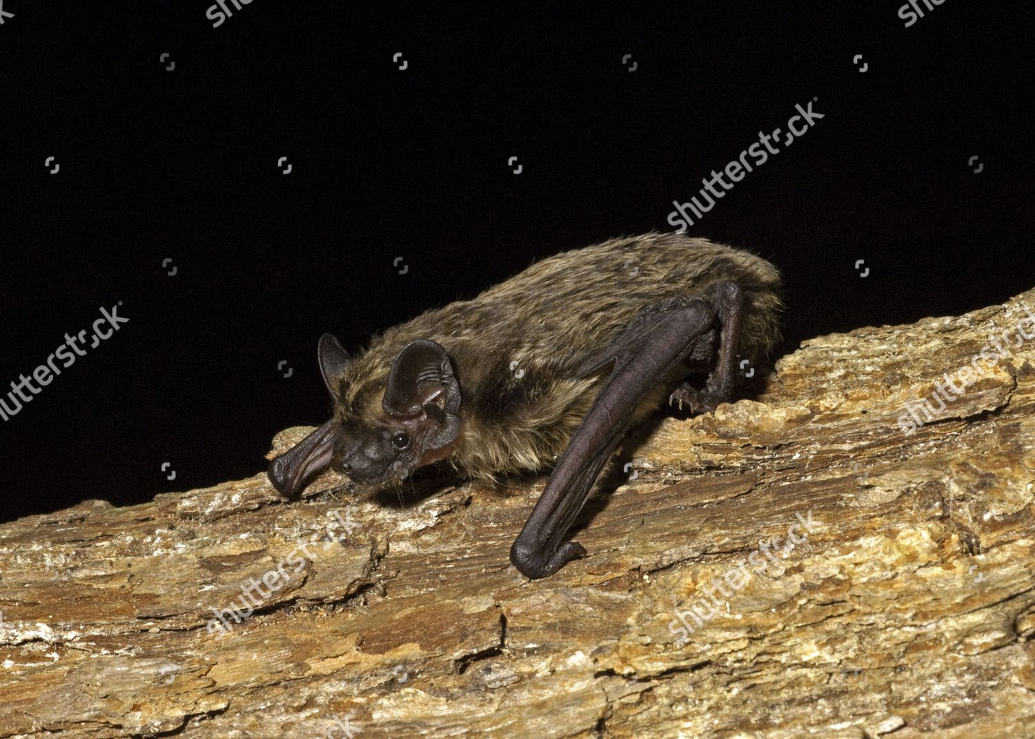 Serotine Bat Eptesicus Serotinus Adult Resting Editorial Stock Photo ...