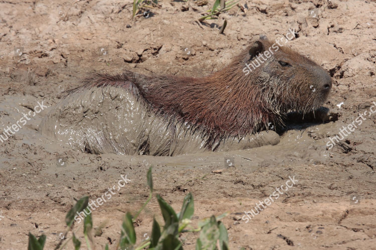 Capybara Hydrochaerus Hydrochaeris Adult Wallowing Mud Editorial Stock ...