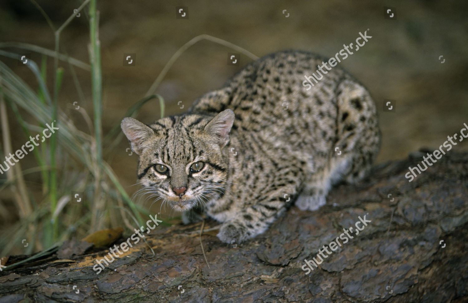 Geoffroys Cat Leopardus Geoffroyi Adult Sitting Editorial Stock Photo ...